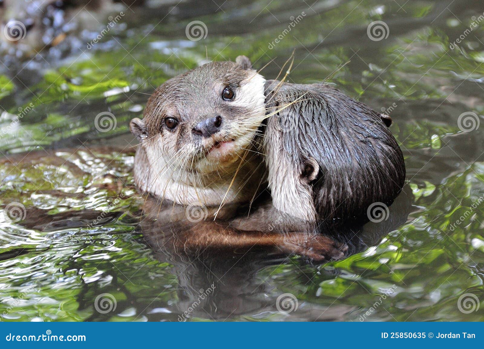 Wild otters hugging stock image. Image of mammal, carnivorous - 25850635