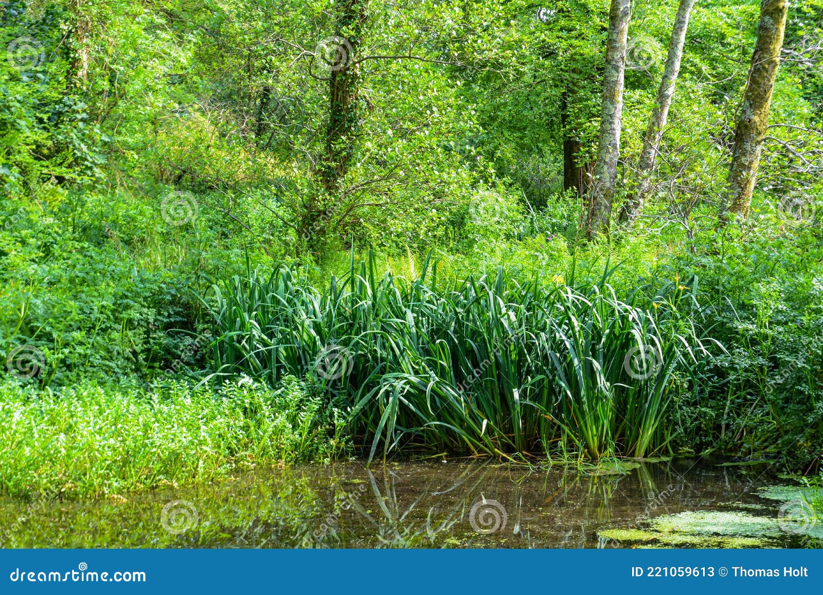 Wild Overgrown Pond in a Forest Stock Image - Image of outdoors, scenic ...
