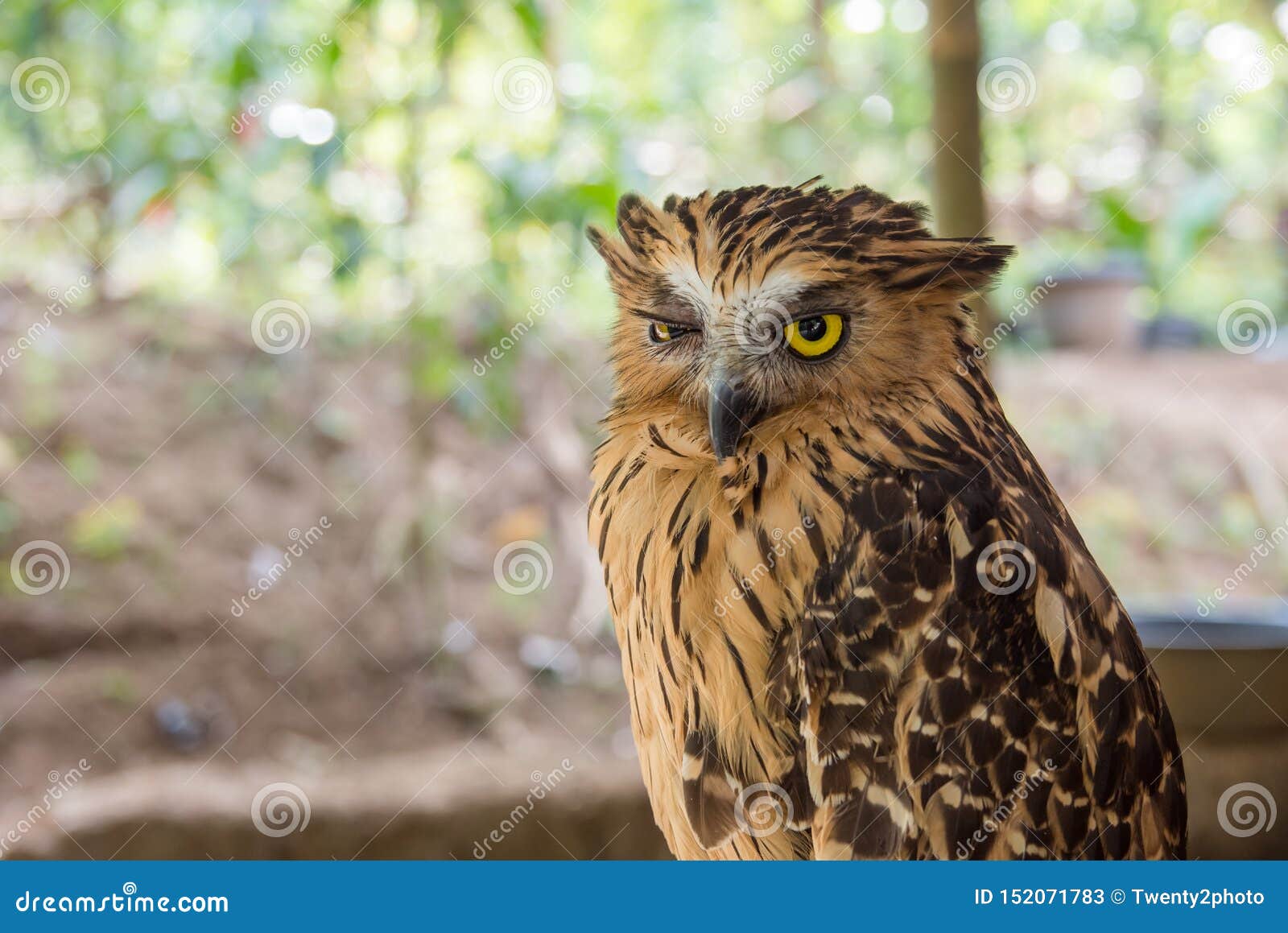 A Wild Owl Giving a Strange Look To the Camera Stock Image - Image of ...
