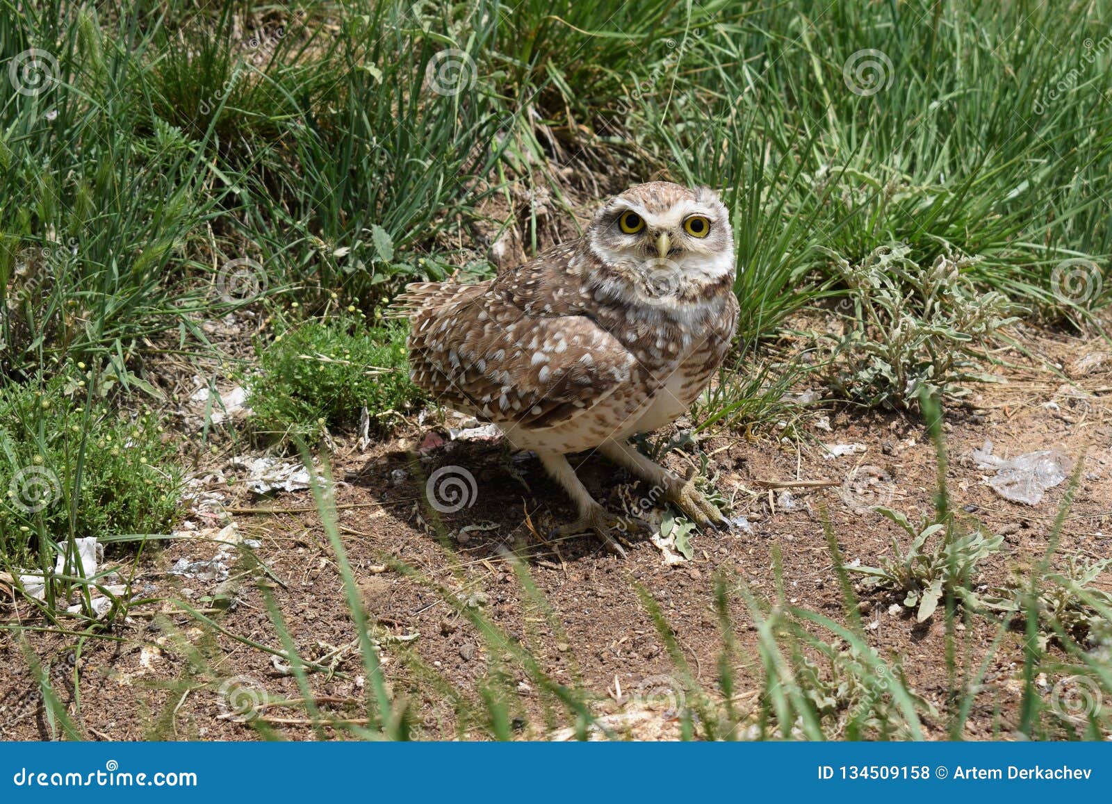 Wild Owl in Its Natural Habitat in Nature Stock Photo - Image of ...