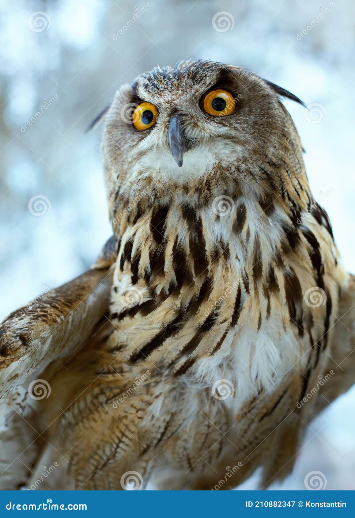Art Wild Owl Looking at Camera Stock Image - Image of animal, wildlife ...