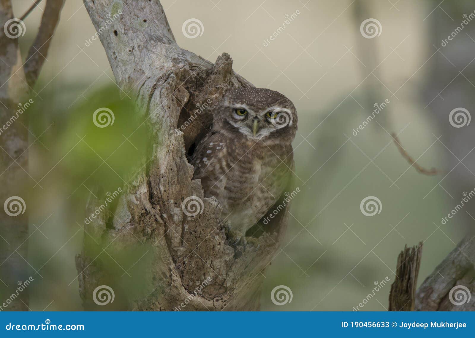 Wild Owl in the Nest at Jungle Observing Situation . Stock Image ...