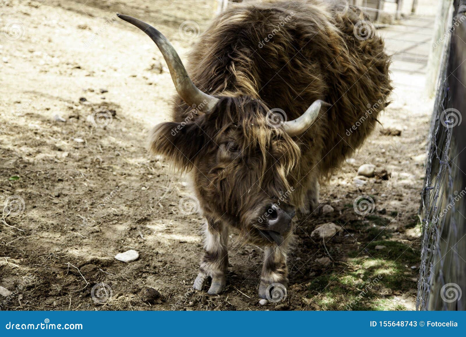 Wild ox farm stock image. Image of dangerous, moschatus - 155648743