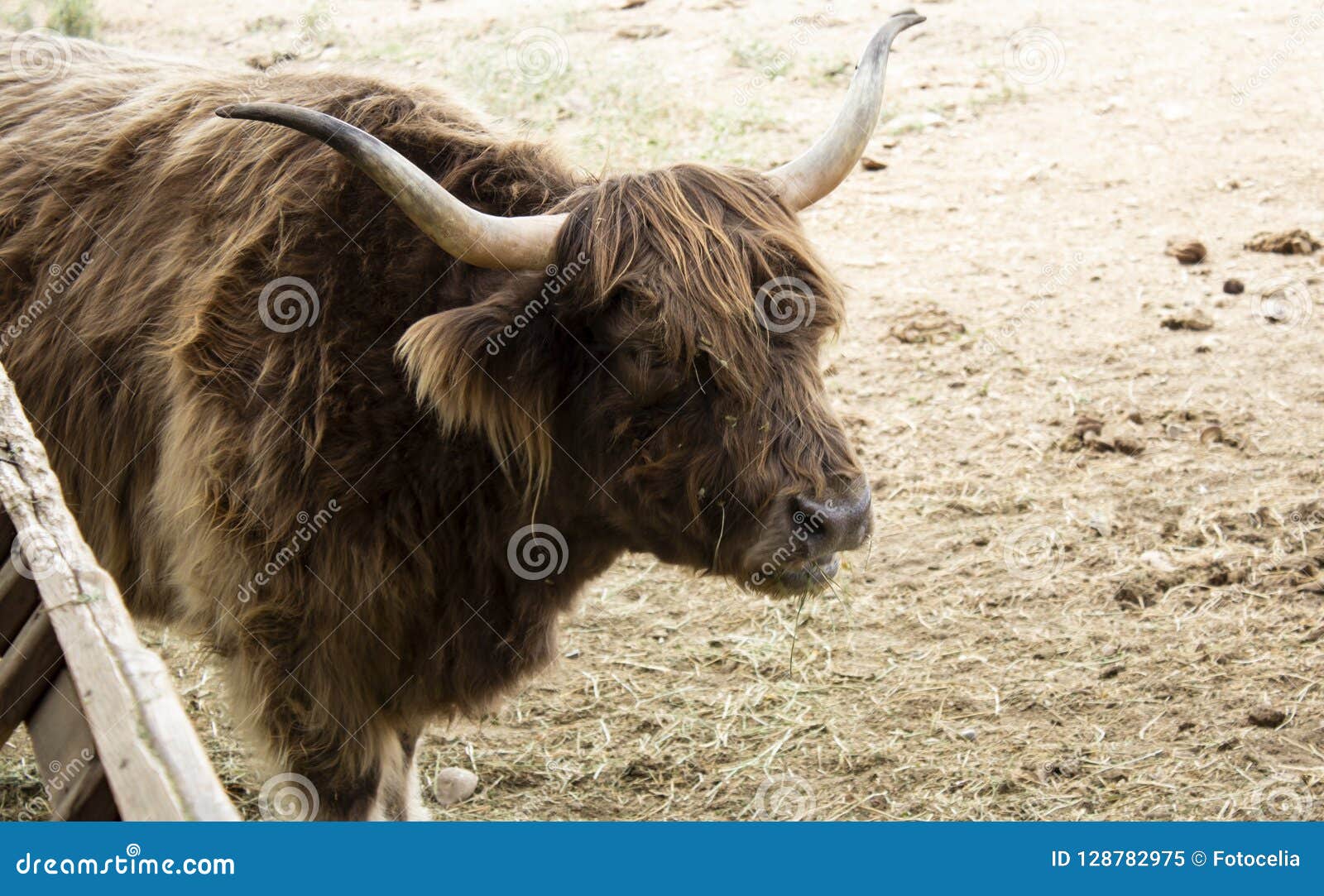 Wild ox park stock image. Image of bull, bovine, huge - 128782975