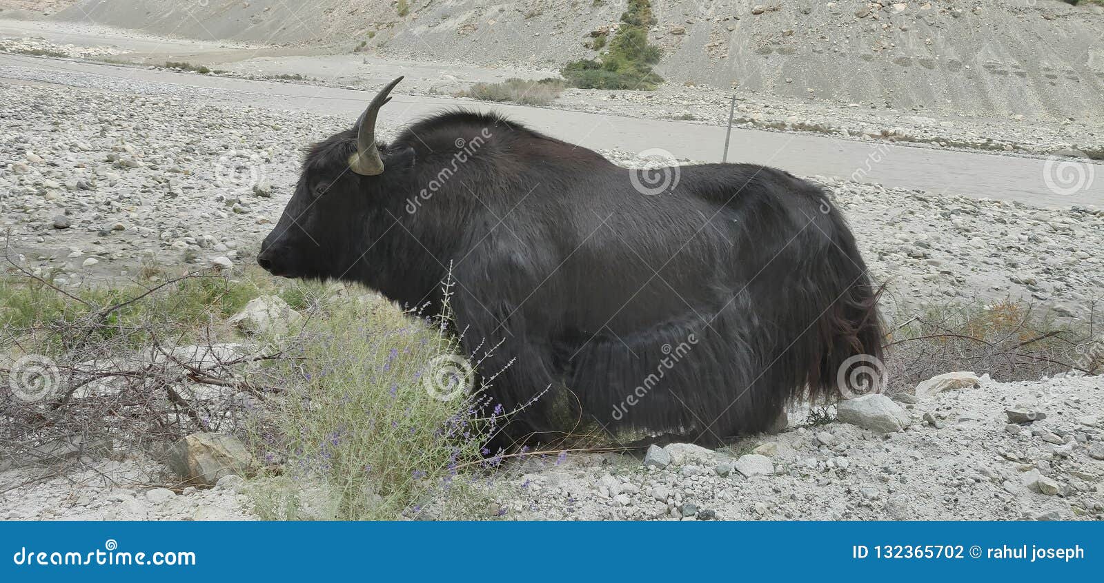 A wild OX stock photo. Image of wild, roadside, resting - 132365702