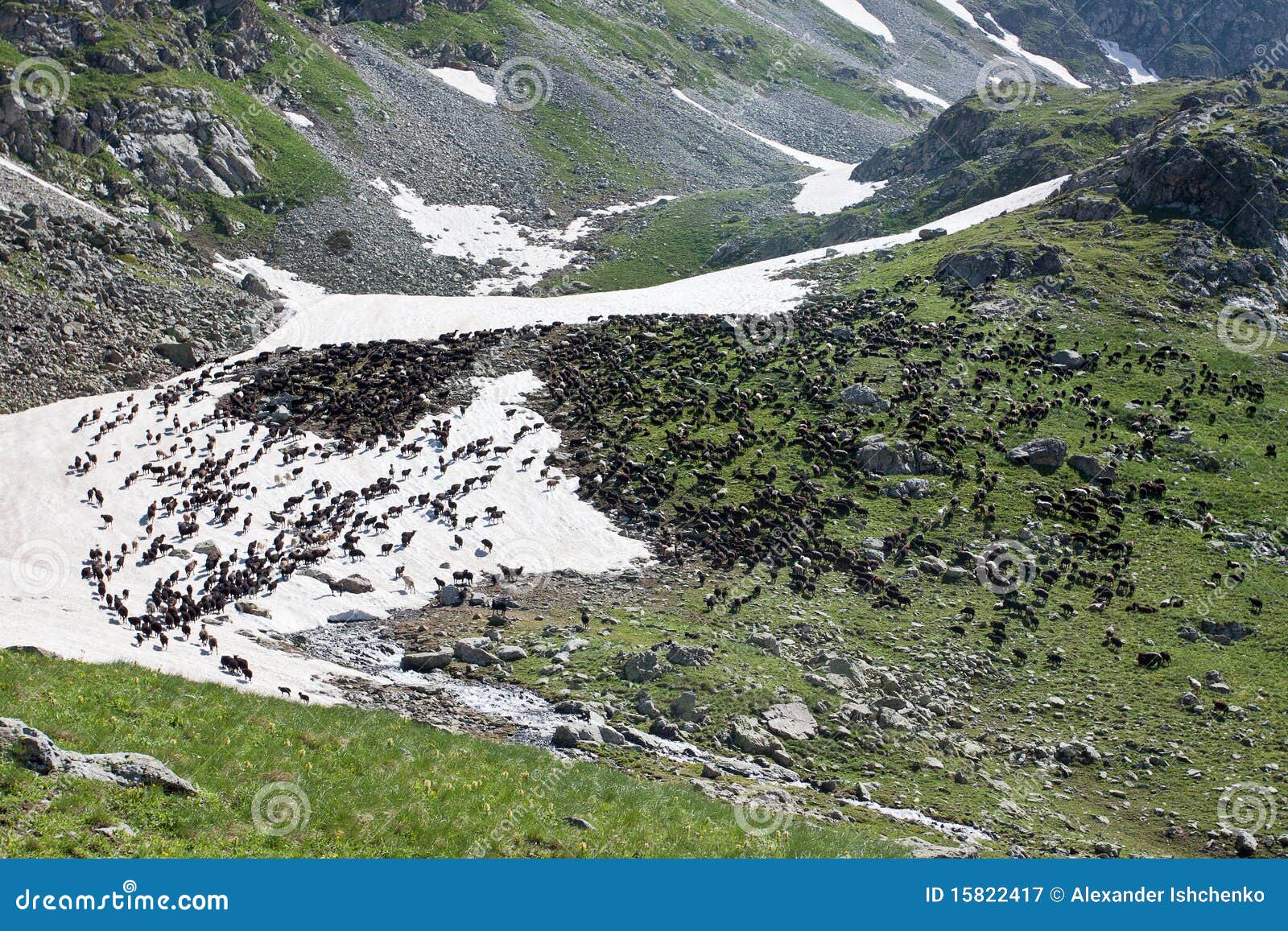 Wild oxes in mountains. stock image. Image of mountain - 15822417