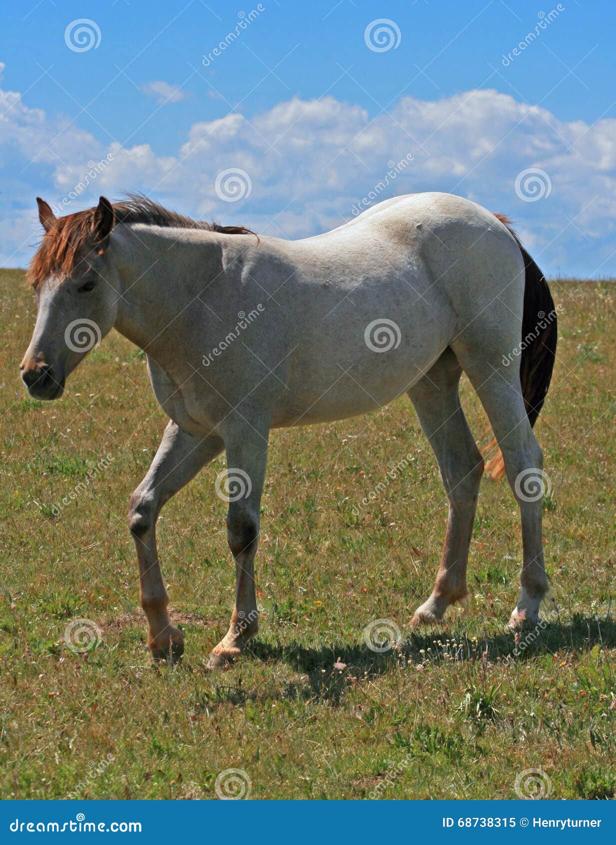 Wild Paard Dun Roan Yearling Mustang Mare Stock Afbeelding - Image of ...