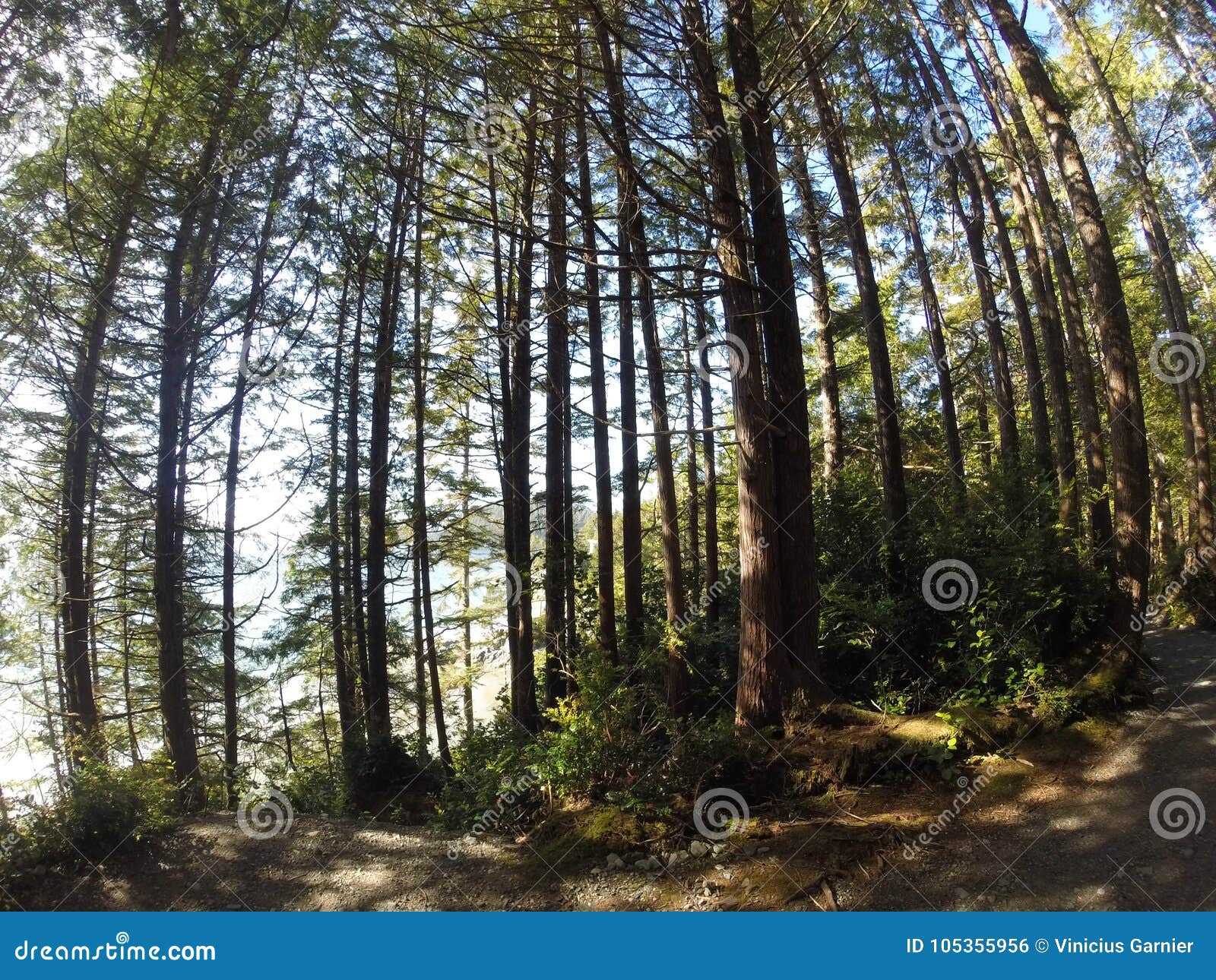 Wild Pacific Trail Hike Ridge Stock Photo - Image of trees, pacific ...