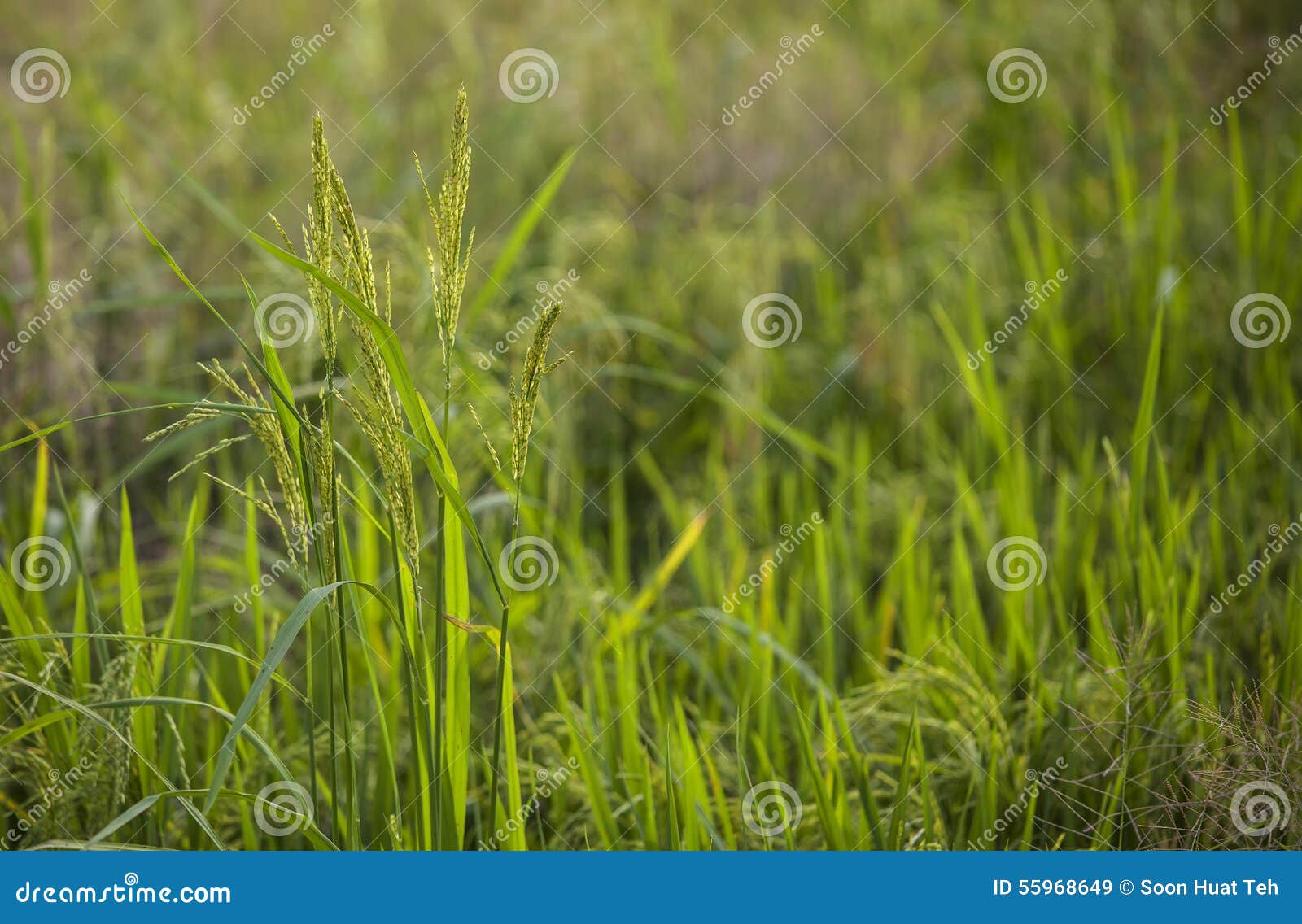 Wild paddy on paddy field stock image. Image of wild - 55968649