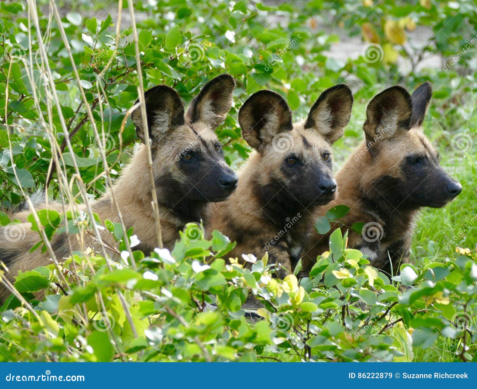 Three Sibling Wild Dog Group Resting Against Green Backdrop Stock Image ...