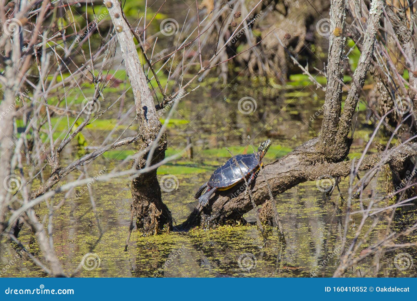 Wild Painted Turtle Basking on Tree in Bog Stock Photo - Image of ...