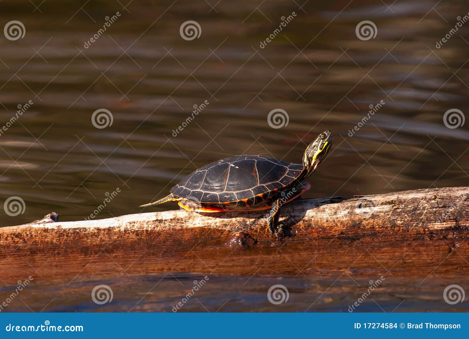 Painted Turtle Stock Photography | CartoonDealer.com #106996742