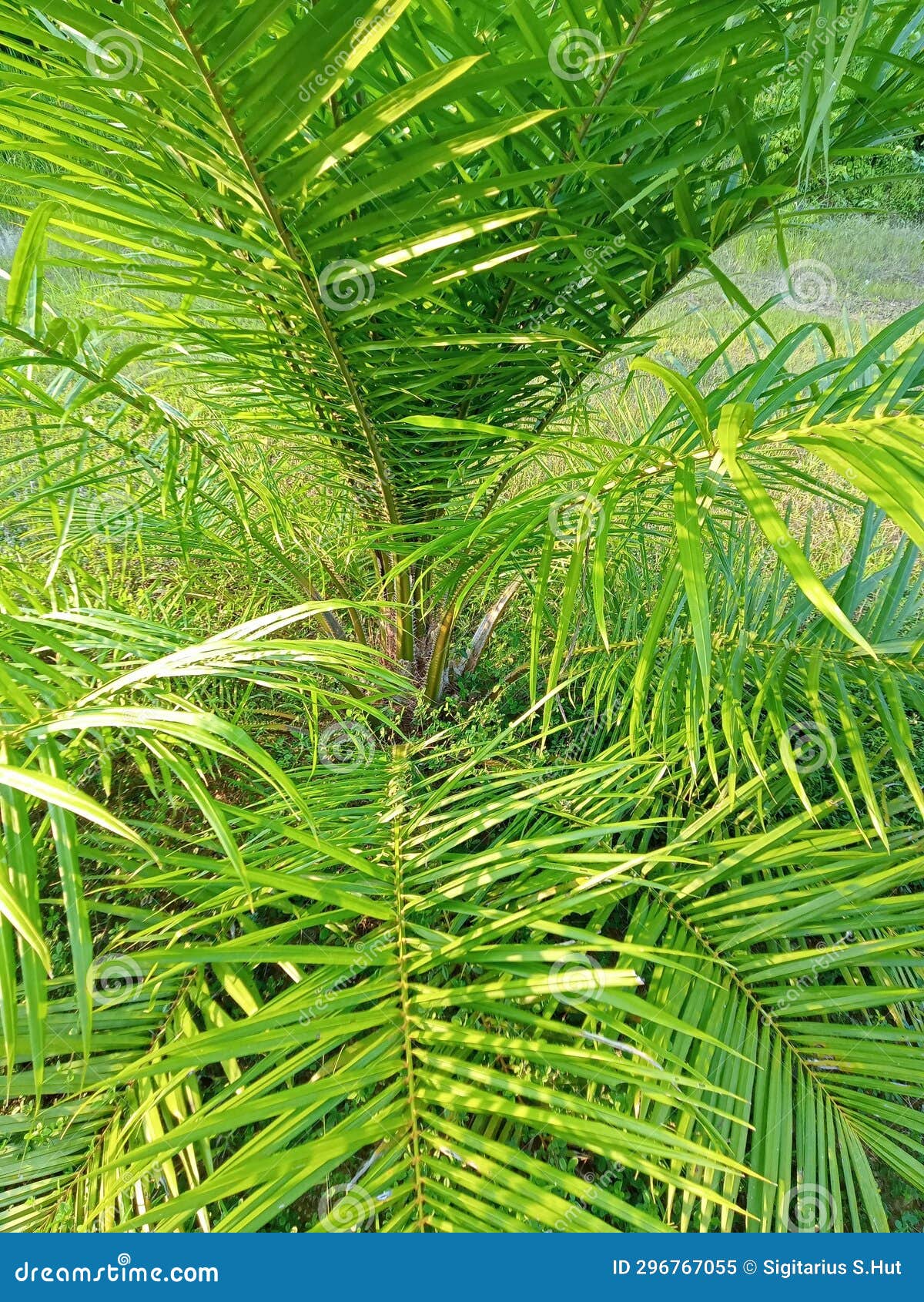 Wild Palm Trees on the Side of the Road Stock Image - Image of palm ...