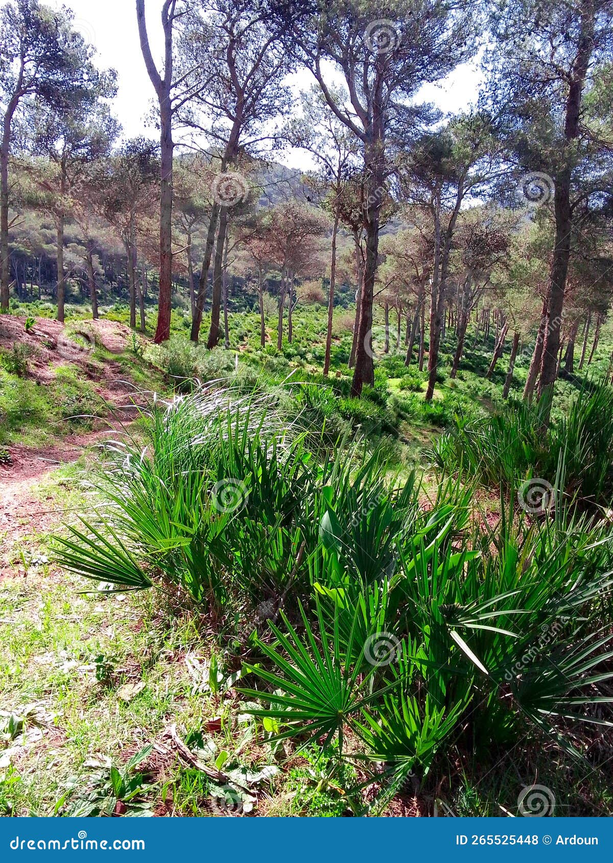 Wild palms among the pine stock photo. Image of natural - 265525448