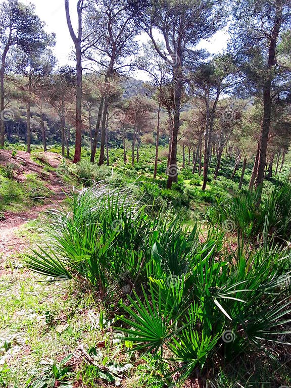 Wild palms among the pine stock photo. Image of natural - 265525448
