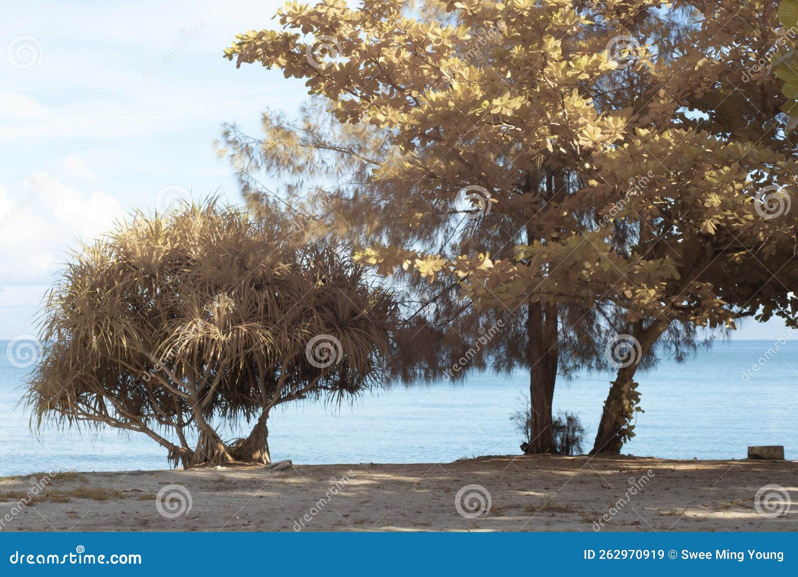 The Wild Pandanus Tree Growing by the Beach Stock Image - Image of ...