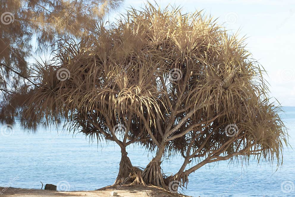 The Wild Pandanus Tree Growing by the Beach Stock Photo - Image of palm ...