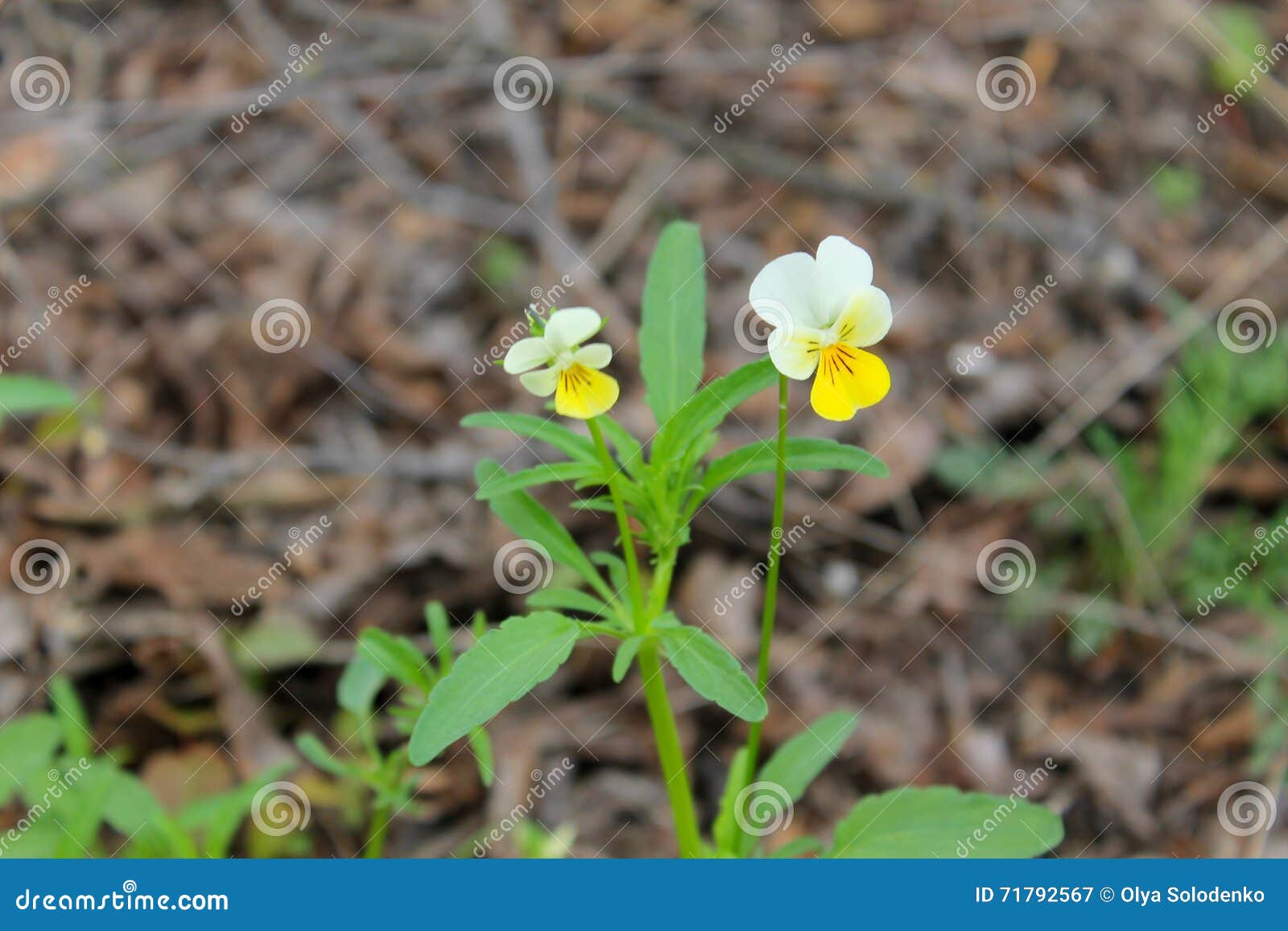 Wild pansies stock image. Image of pansies, herbs, flower - 71792567