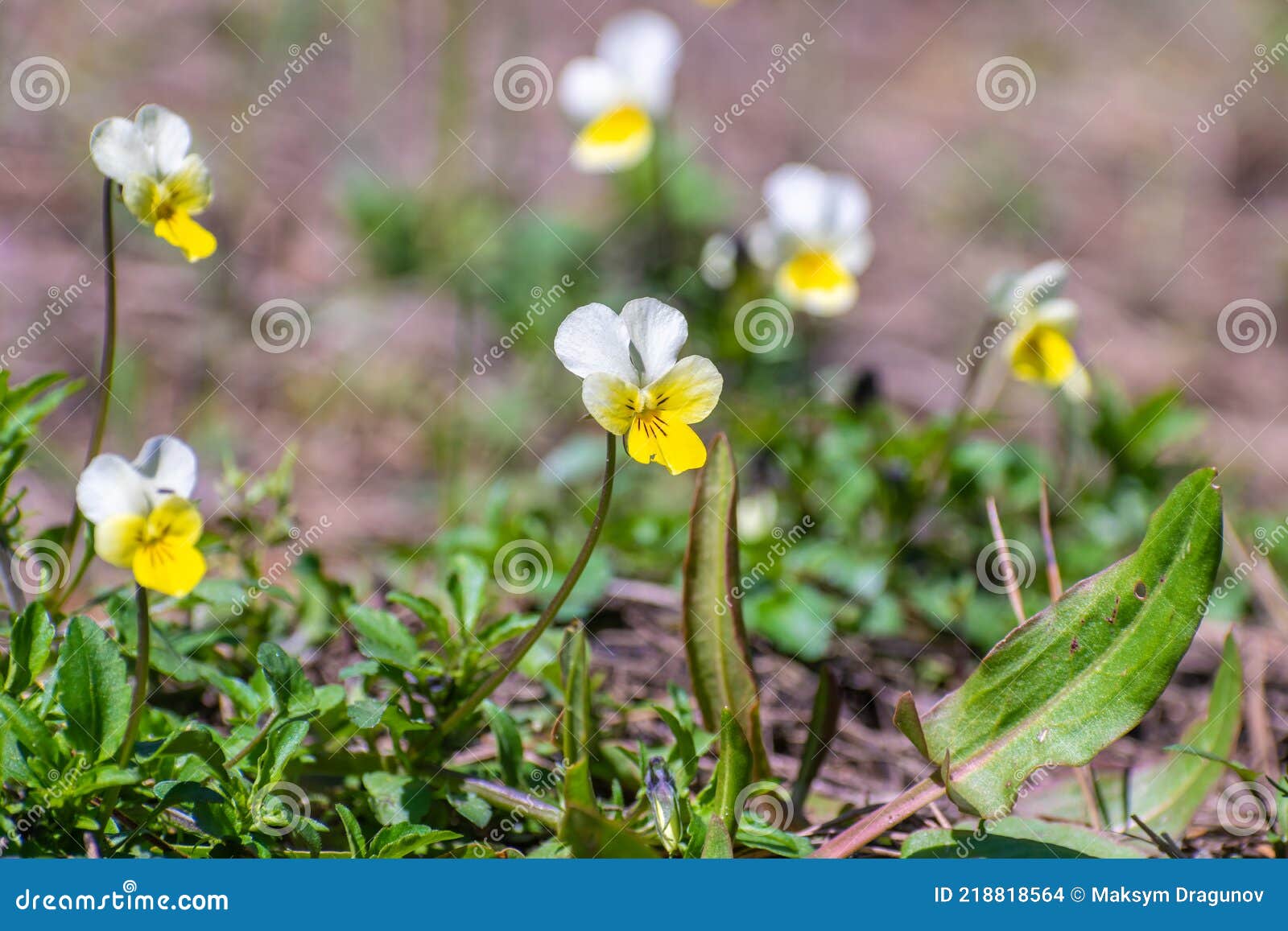 Wild pansies in the forest stock photo. Image of petal - 218818564
