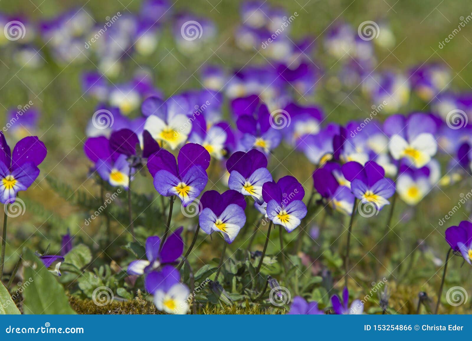 Wild pansies stock photo. Image of arable, arvensis - 153254866