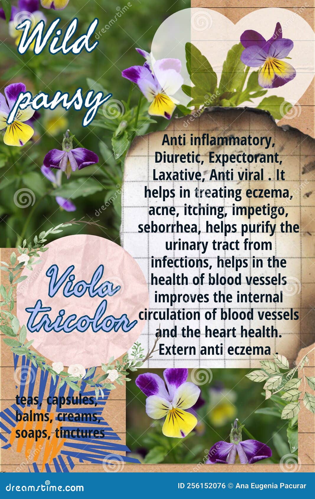 Wild Pansy Benefits Herbalist Notepage Idea Stock Photo - Image of idea ...