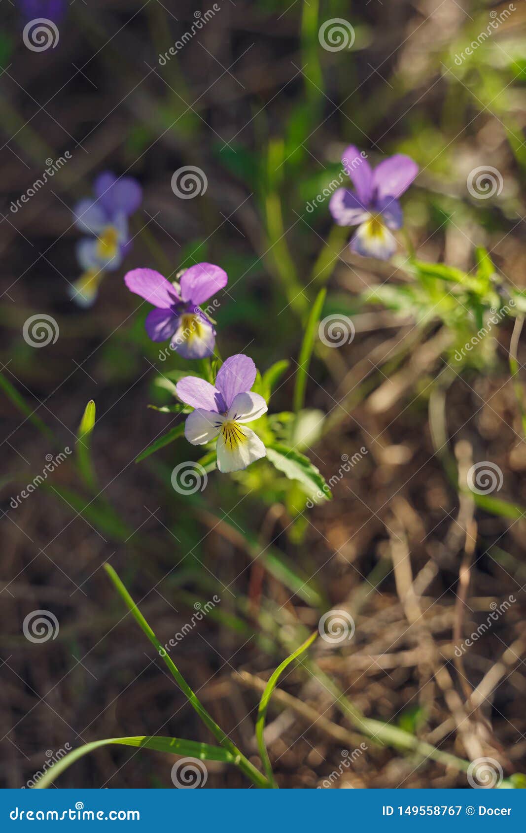 Wild Pansy Flower of Forest Stock Image - Image of pansy, growth: 149558767
