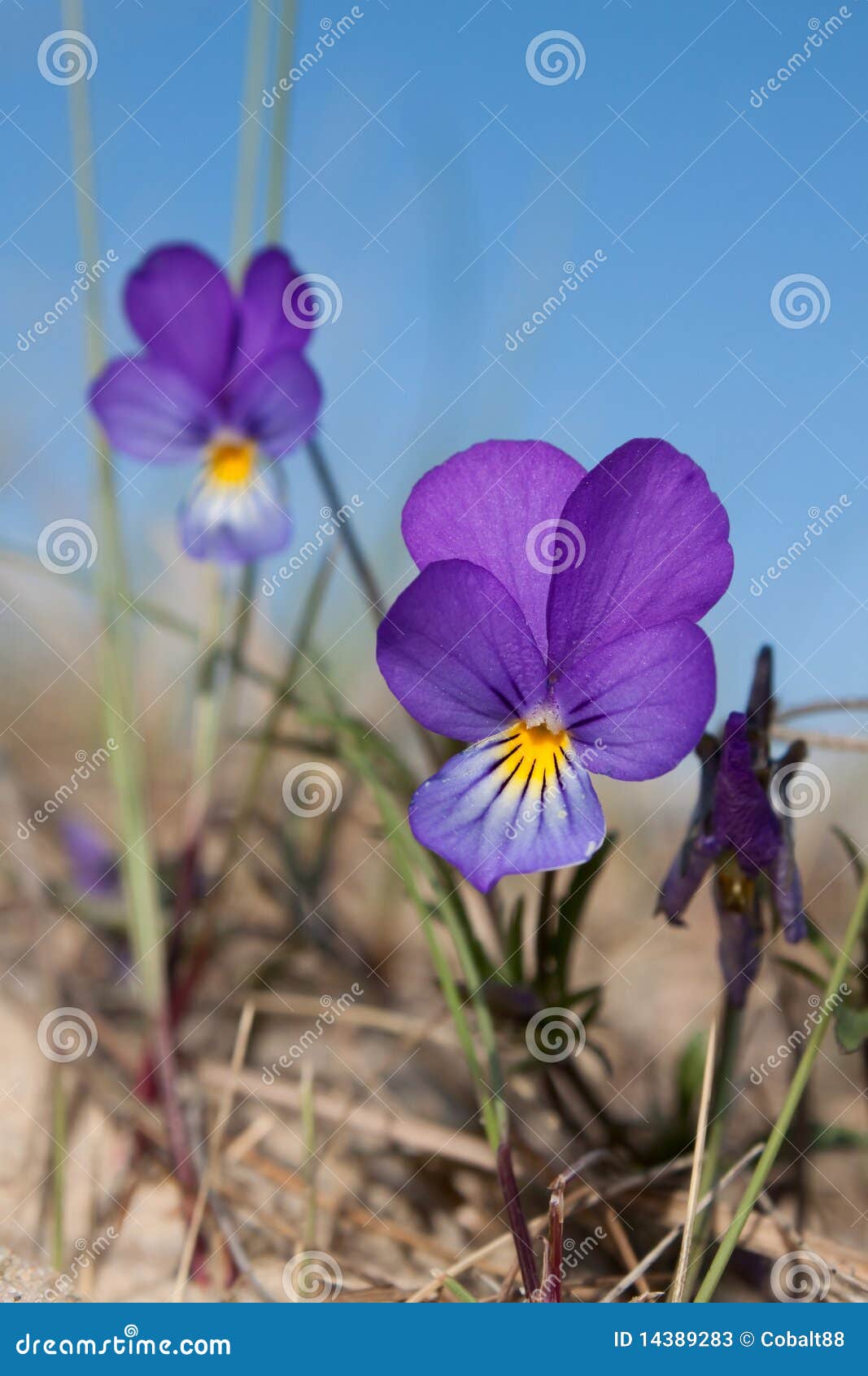 Wild Pansy - Viola Tricolor Stock Photo | CartoonDealer.com #118766700