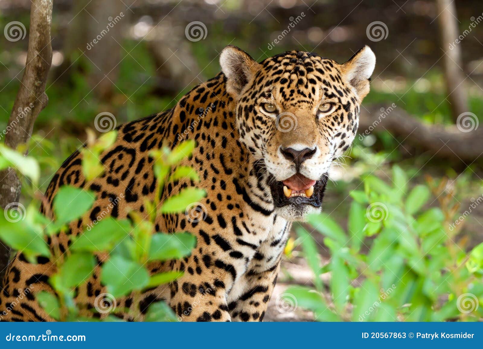 Wild panther stock image. Image of portrait, fast, wild - 20567863