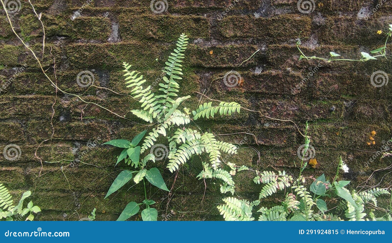 Wild Pants Grows on the Damp Wall Stock Image - Image of damp, pants ...