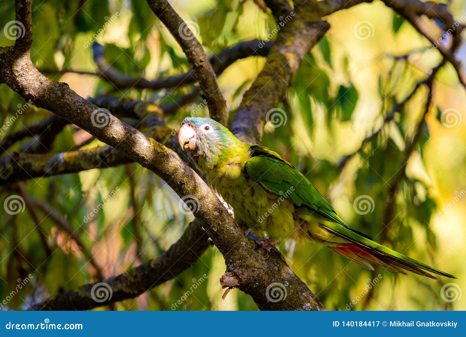 Wild Parakeets Aratinga Acuticaudata on Branches of Tree in Park. Wild ...
