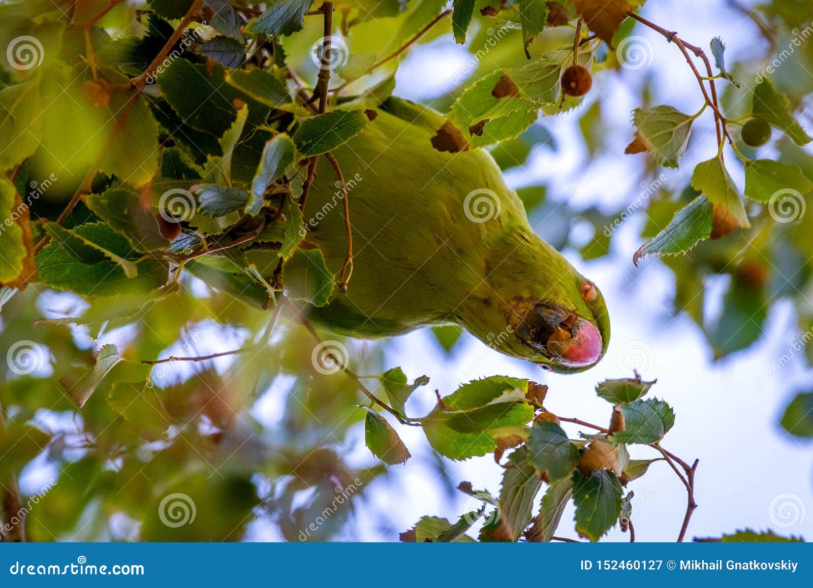 Wild Parakeets Aratinga Acuticaudata on Branches of Tree in Park. Wild ...