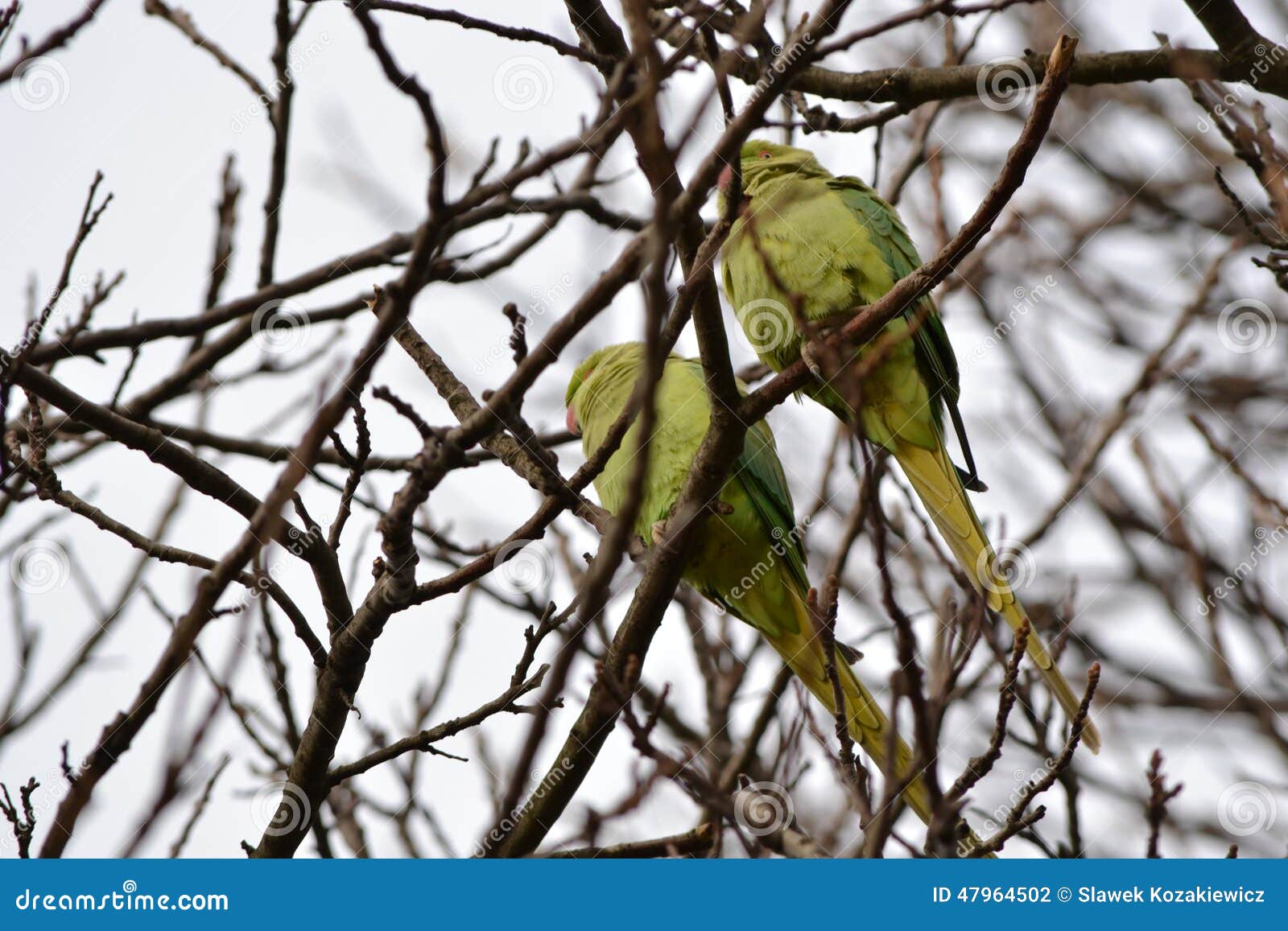 Wild Parakeets Hyde Park London Stock Photo - Image of london, native ...