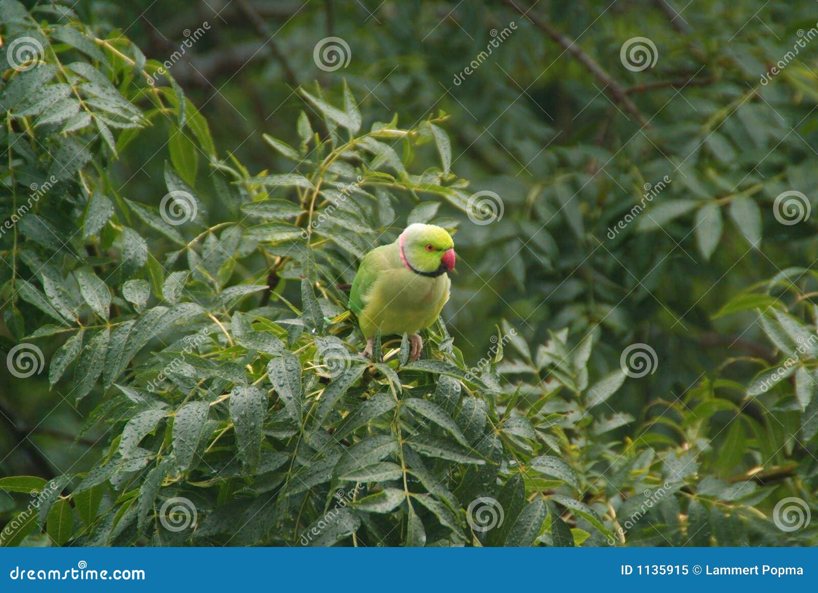 Wild parrot stock image. Image of green, tree, camouflage - 1135915