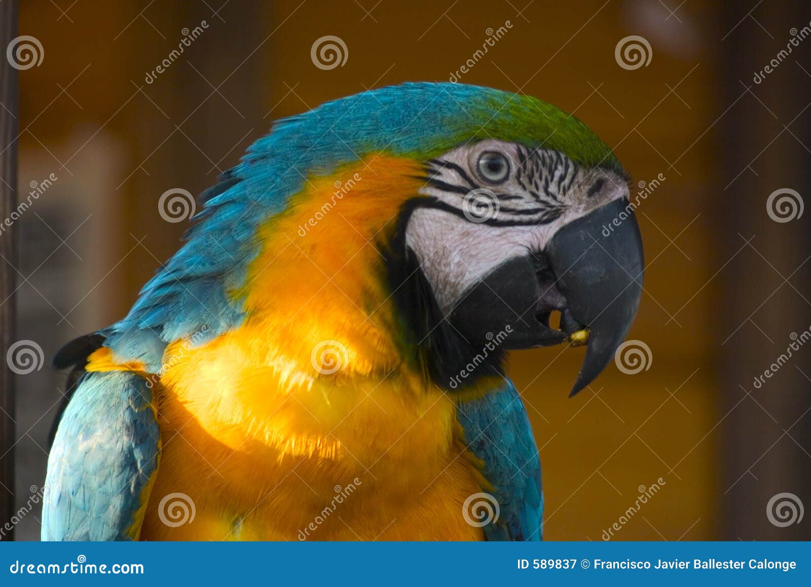 Wild parrot stock image. Image of wild, tropico, yellow - 589837
