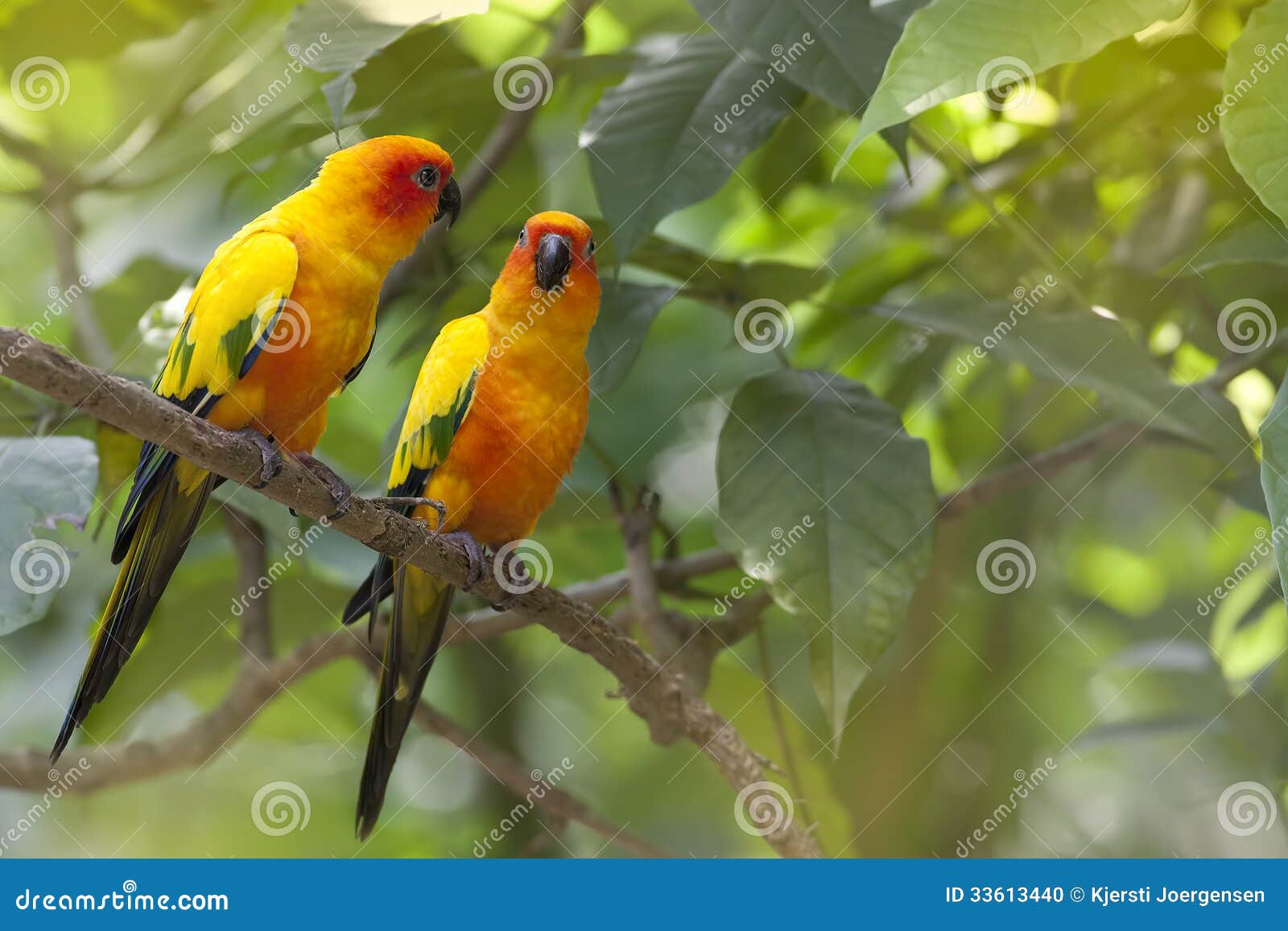 Wild Parrot stock photo. Image of nature, standing, tropical - 33613440