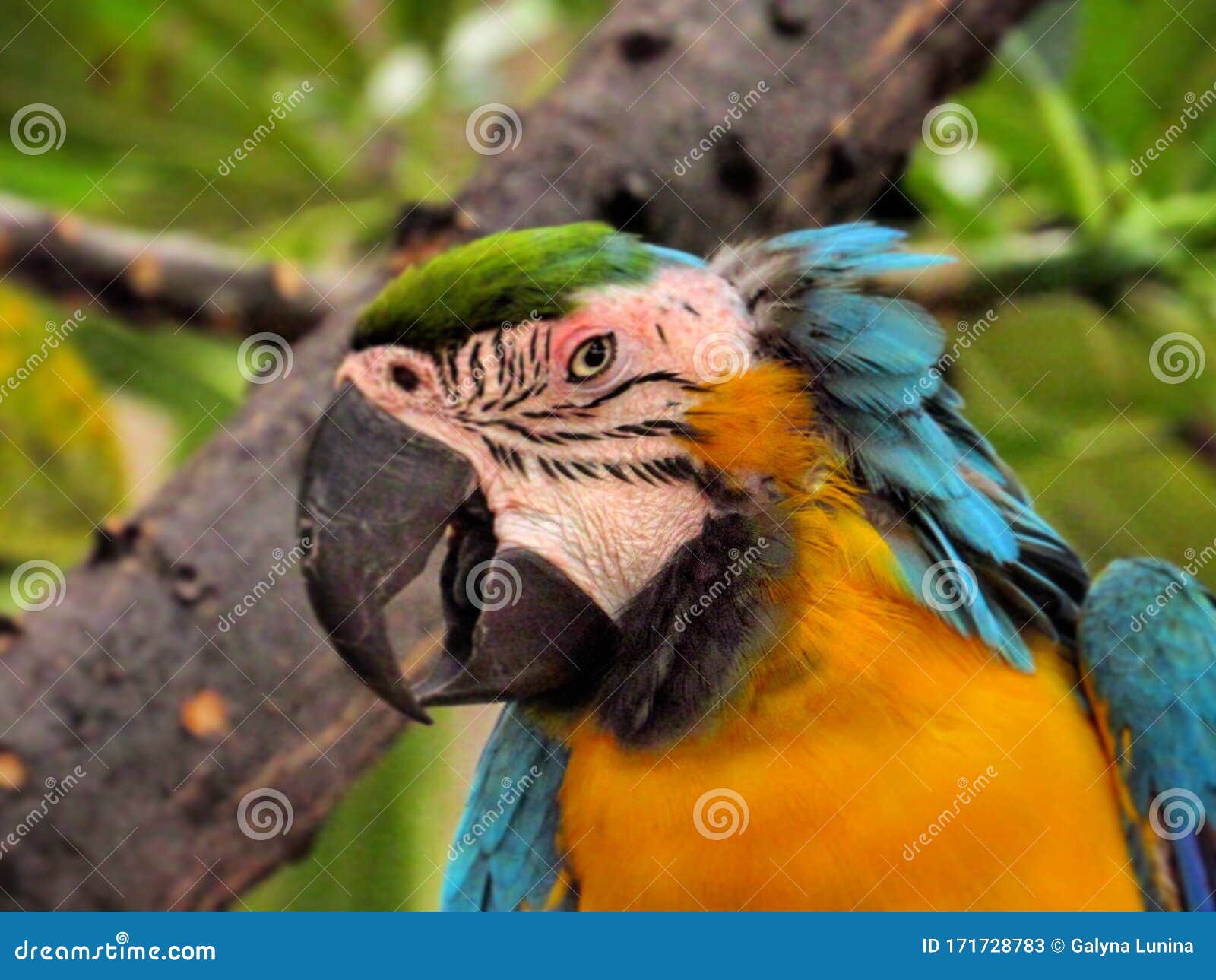 Wild parrot stock image. Image of wild, wildlife, funny - 171728783
