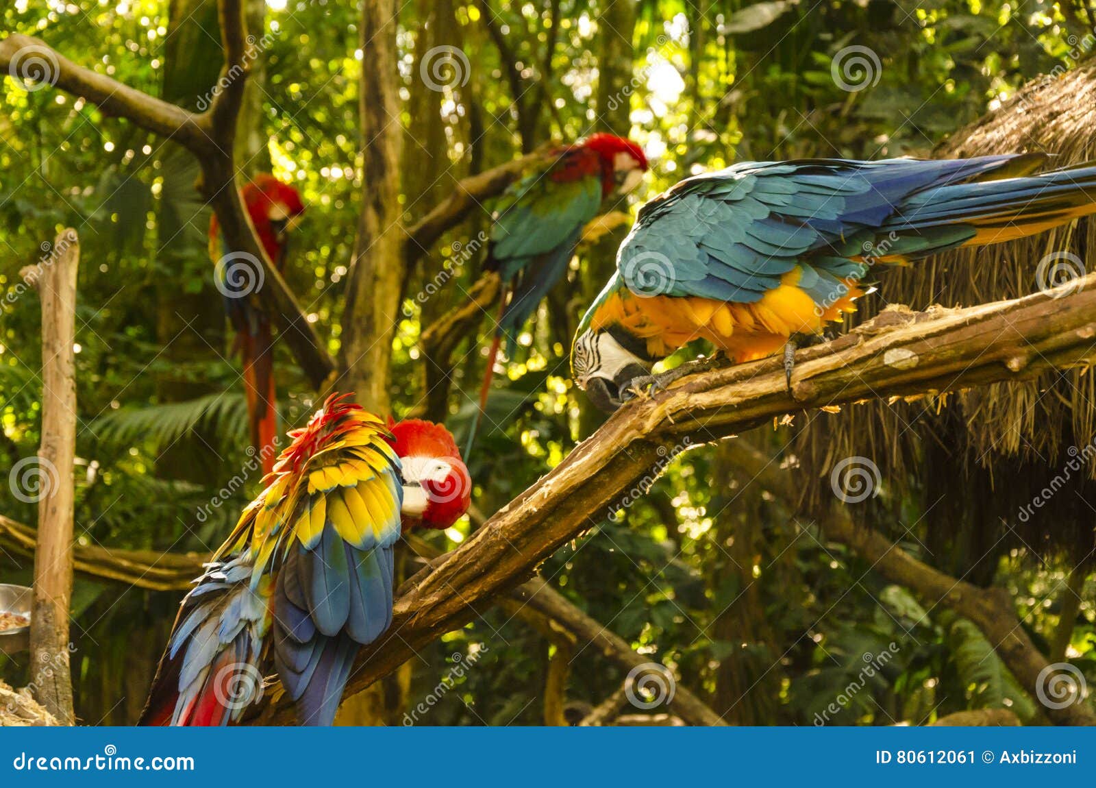 Wild Parrots stock image. Image of blue, nature, parrot - 80612061