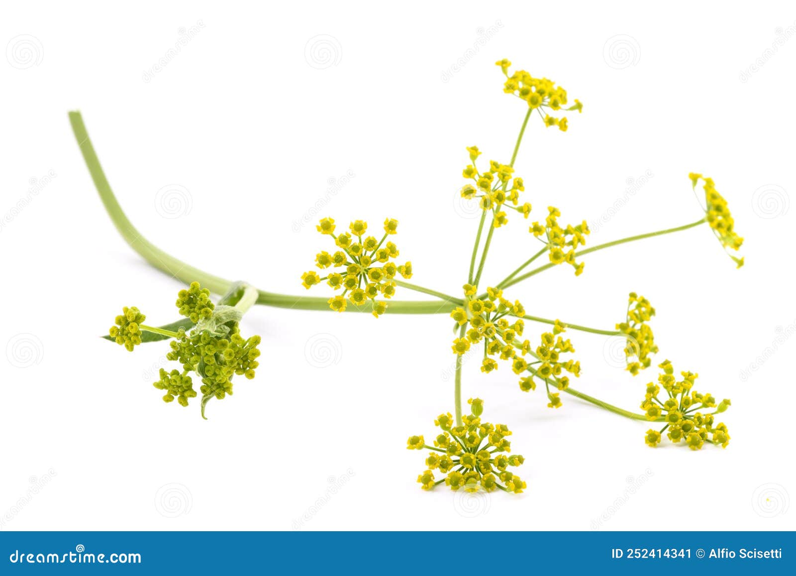 Wild Parsnip flowers stock image. Image of parship, food - 252414341