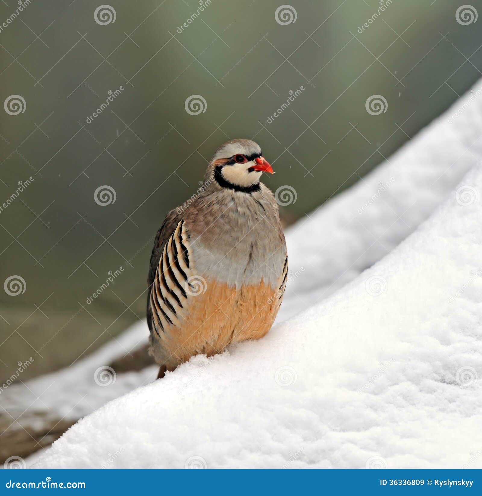 Wild partridge stock image. Image of nature, partridge - 36336809