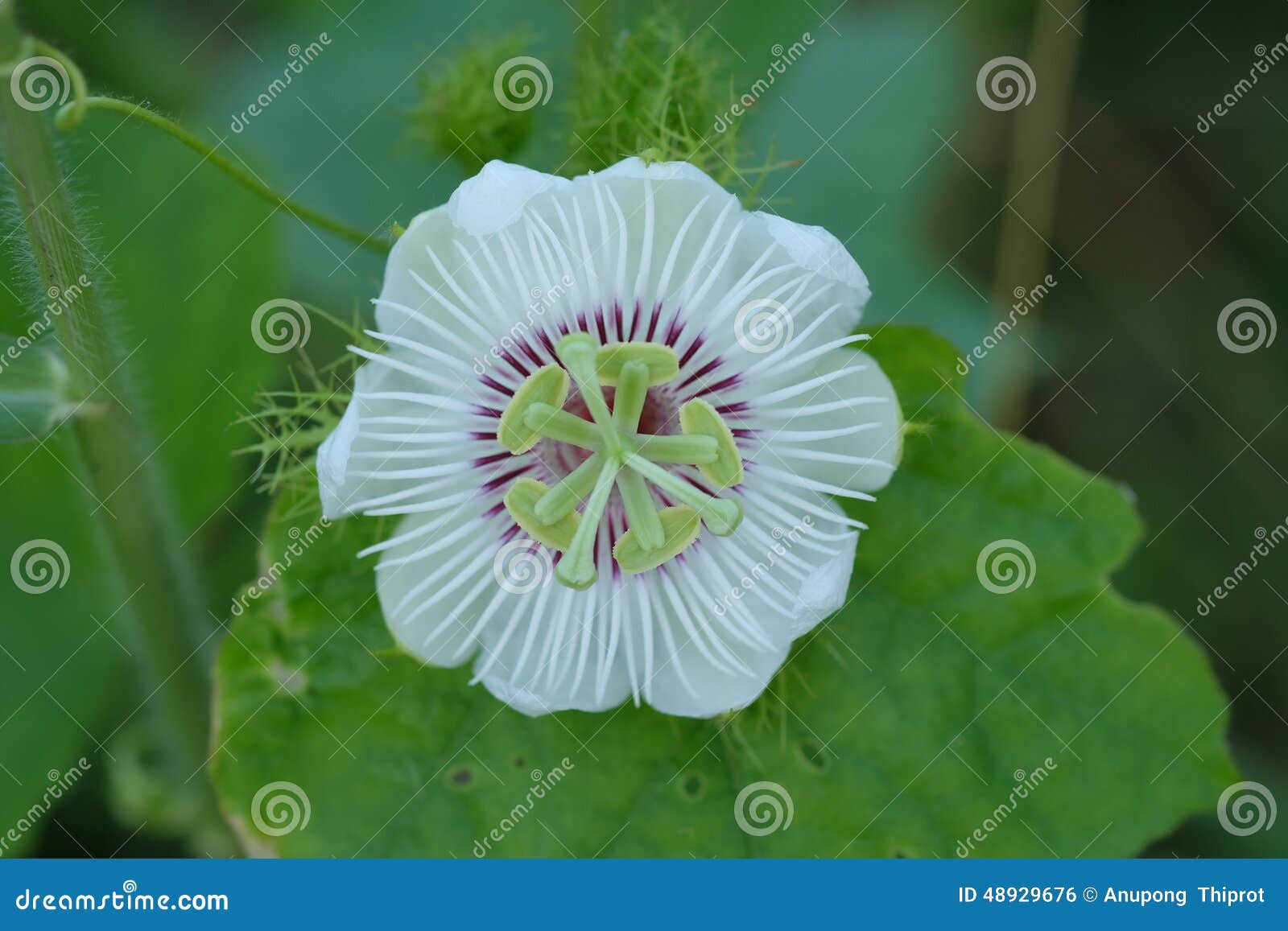 Wild passion fruit flower stock photo. Image of bright - 48929676