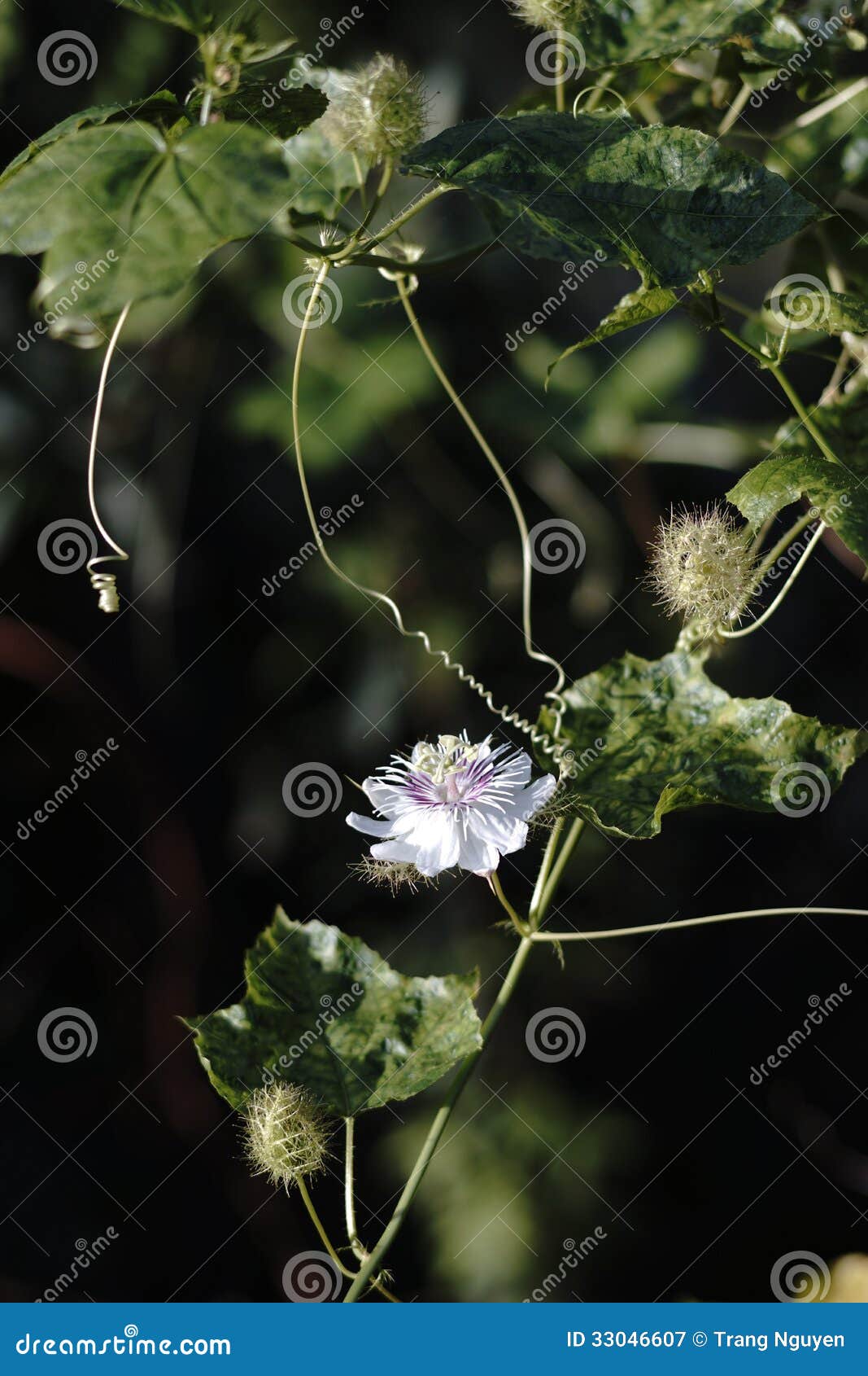 Wild Passion Fruit Flower (Passiflora Foetida) Stock Image - Image of ...