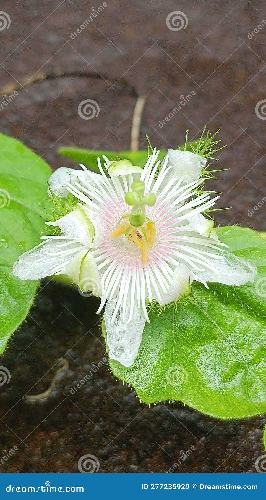 Flower Of Rambusa, Mini Passion Fruit Or Ermot (Passiflora Foetida ...