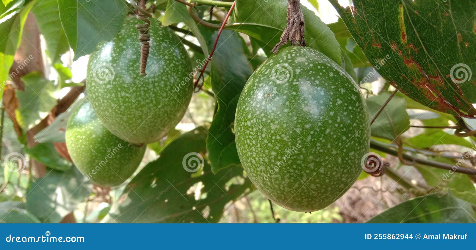 Wild Passion Fruit Growth in Forest Stock Photo - Image of passionfruit ...