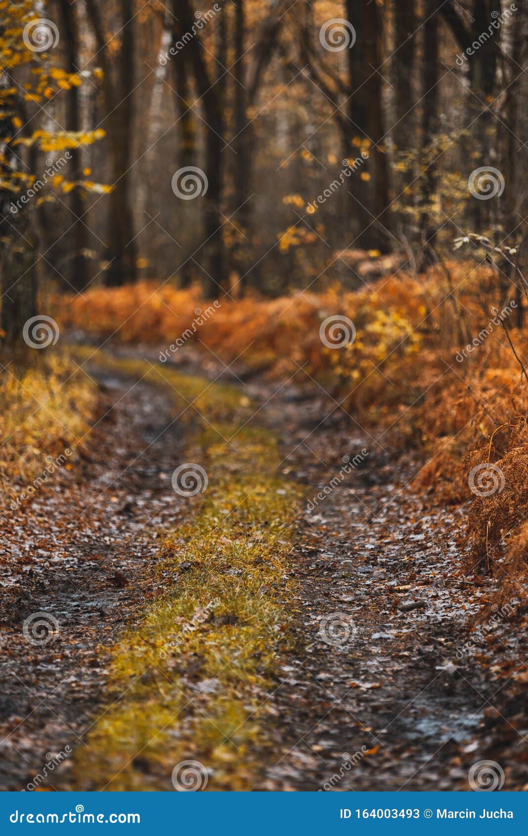 Wild Path in Autumnal Woodland or Park Stock Image - Image of morning ...
