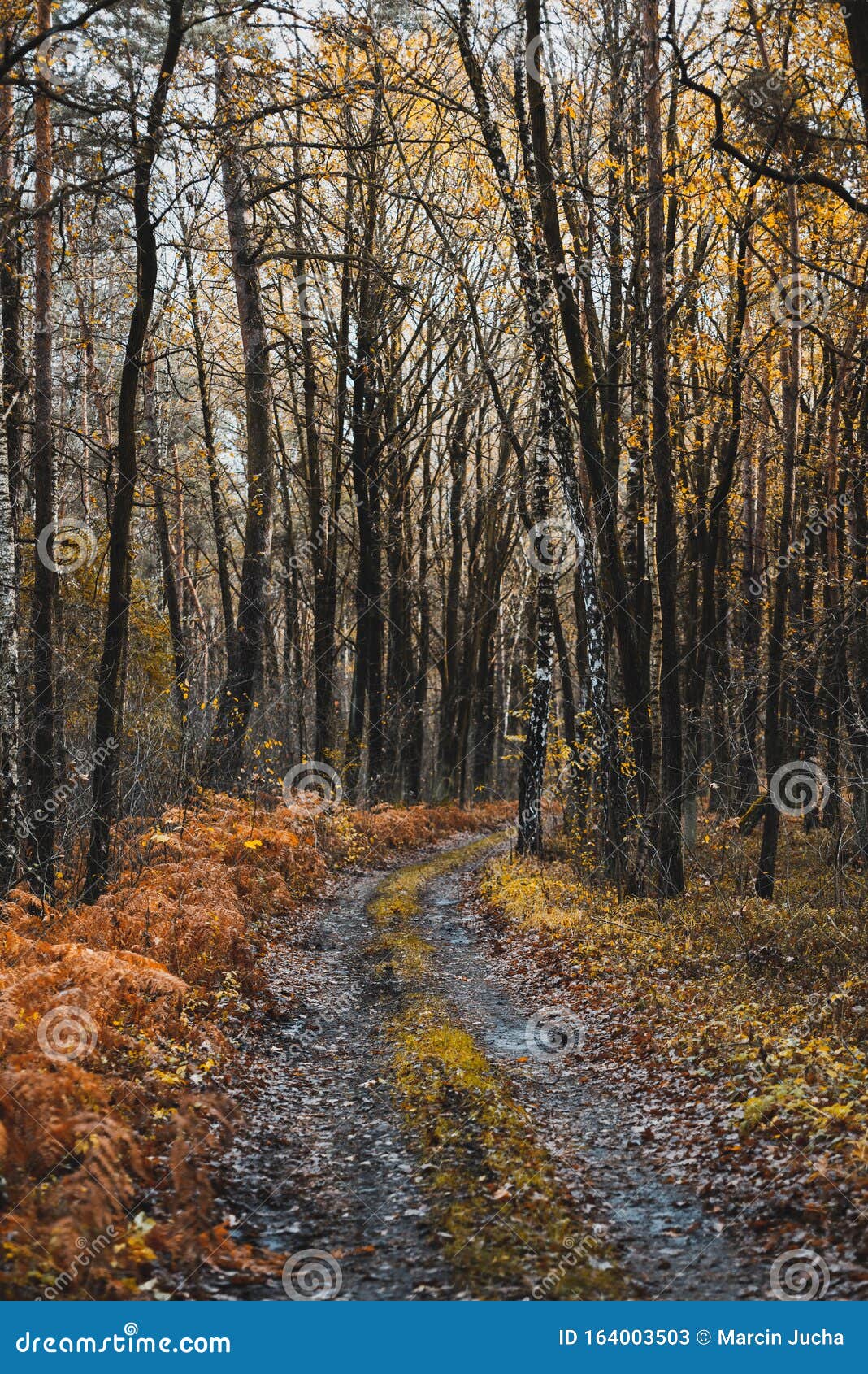 Wild Path in Autumnal Woodland or Park Stock Image - Image of mystery ...