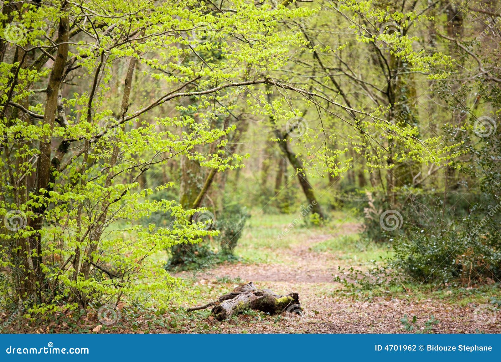 Wild Path Entrance in Forest Stock Photo - Image of green, forest: 4701962