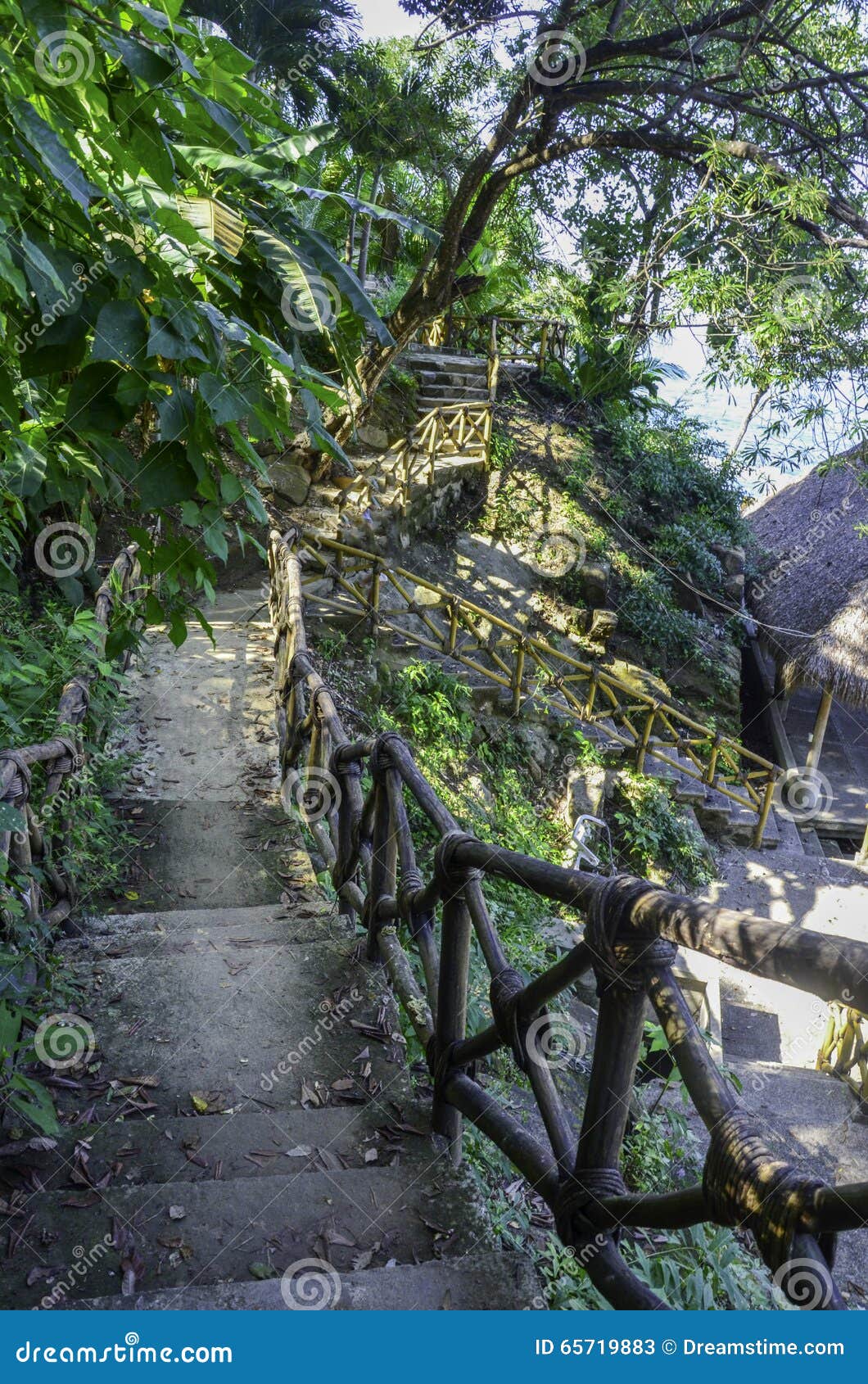 Wild path. stock image. Image of natural, path, forest - 65719883