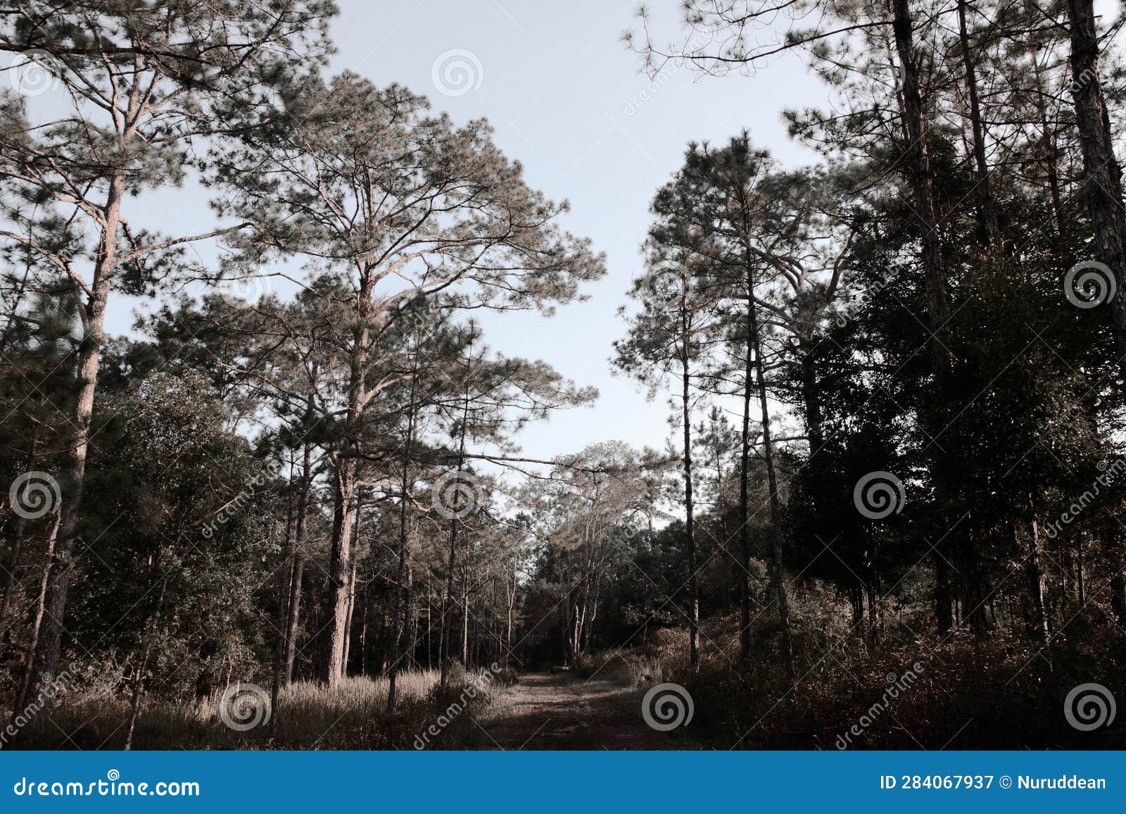 Wild Paths in the Forest, Mystery Scenery Stock Image - Image of ...