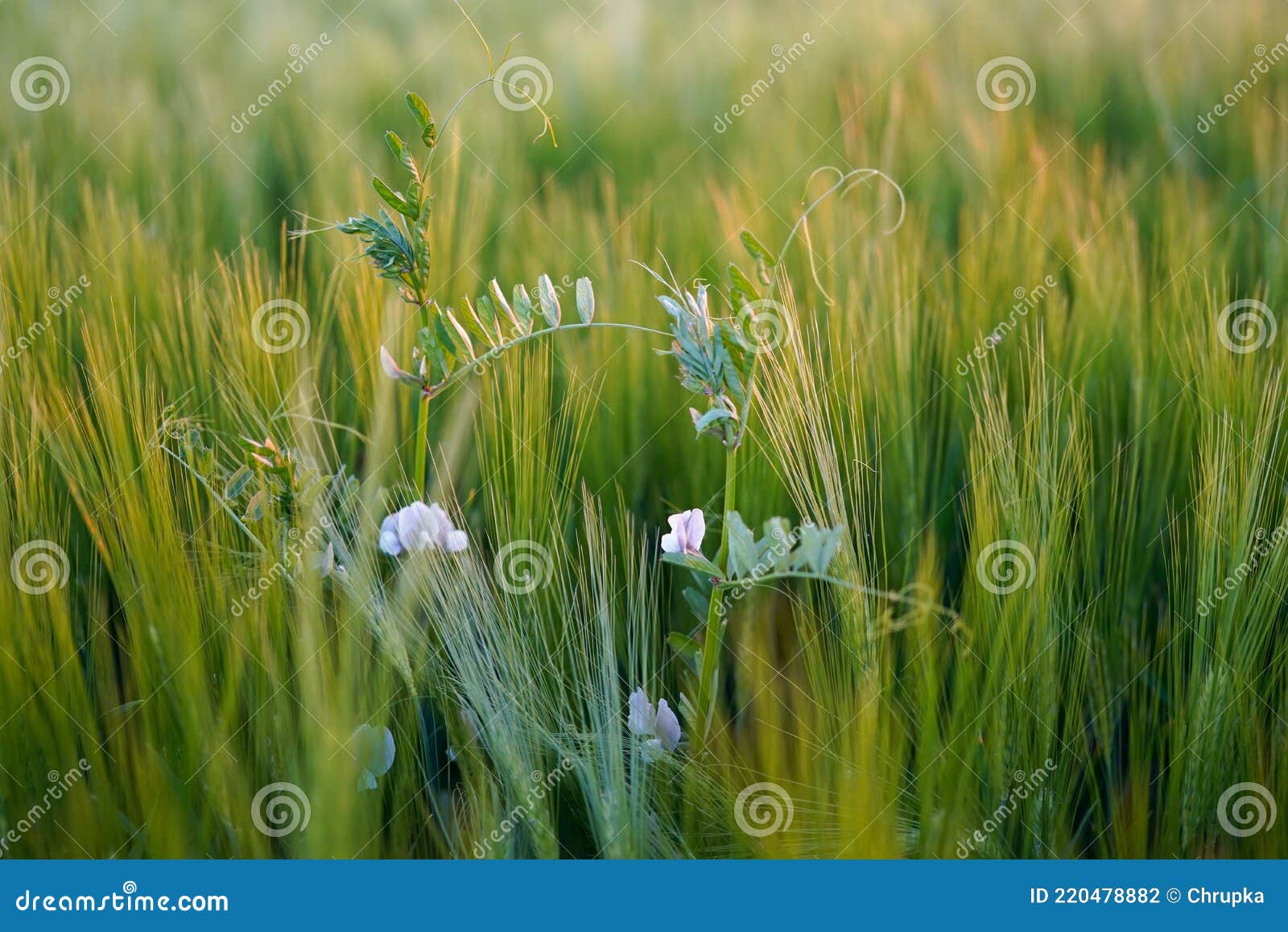 Wild Pea Flowers in Green Rye Fields Stock Photo - Image of farm ...