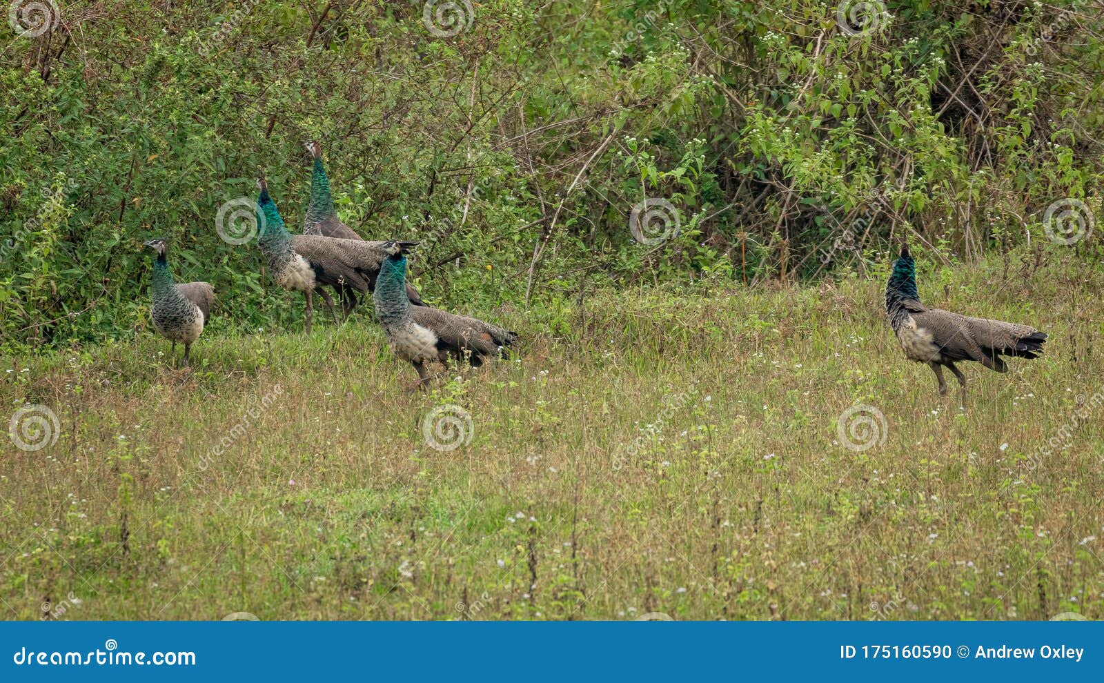 Wild Pea-hen Birds Group of Five Stock Photo - Image of feather, multi ...